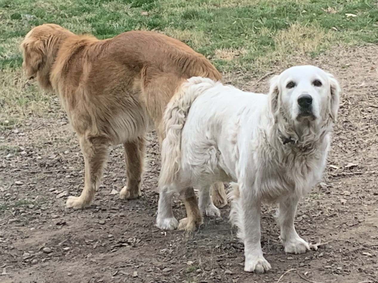 Ranch Golden Retrievers